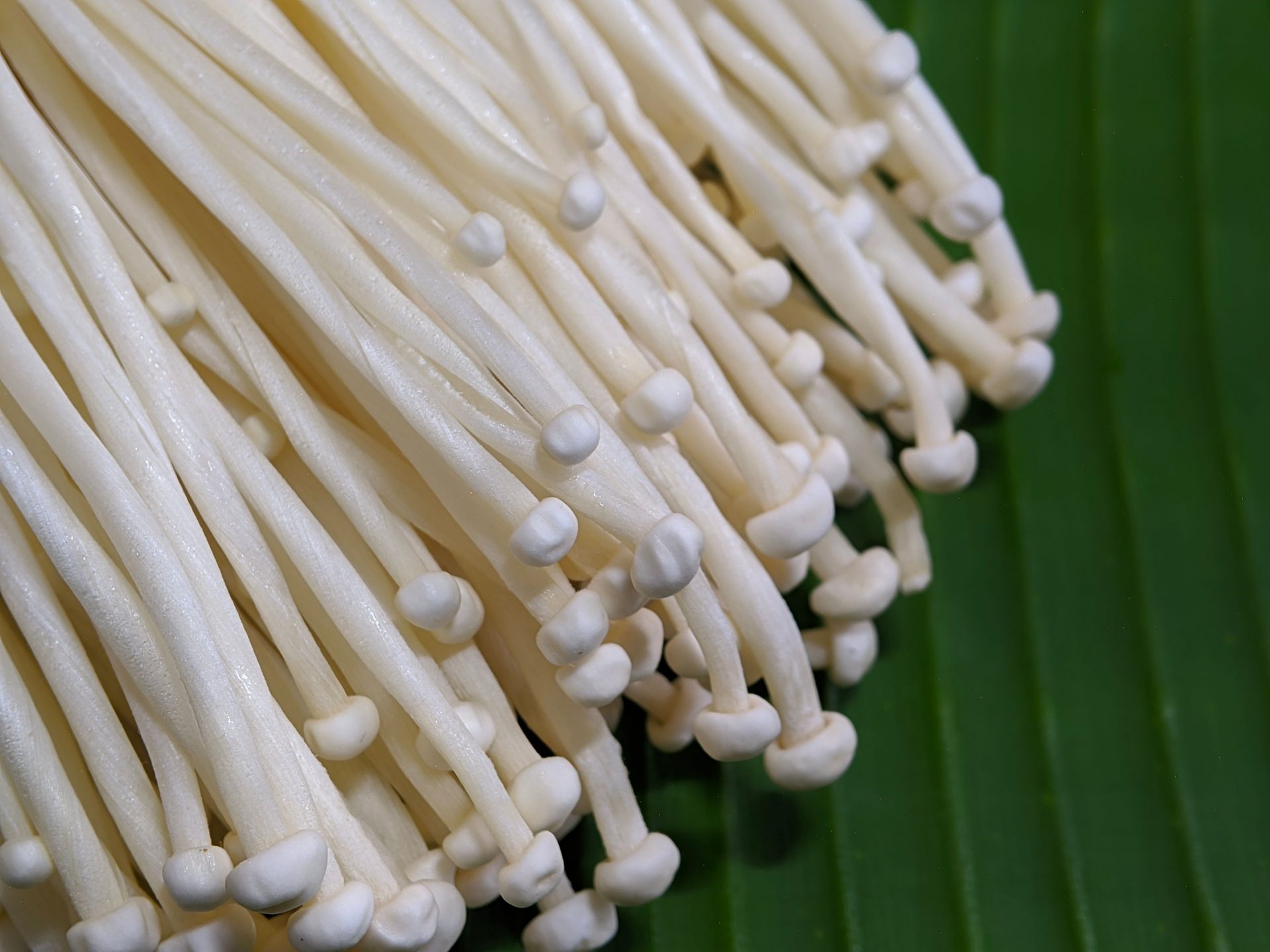 Kenali Bakteri, Infeksi dan Pengolahan Tepat Jamur Enoki Bersama Komik ...